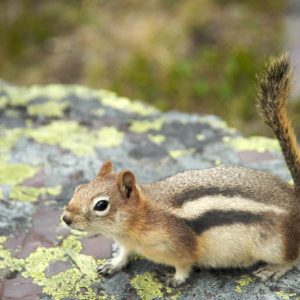 Chipmunk - Hinterland Who's Who