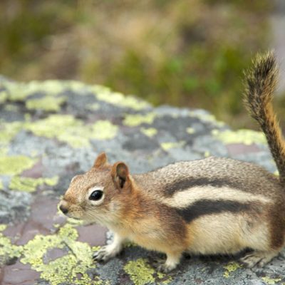 Chipmunk - Hinterland Who's Who