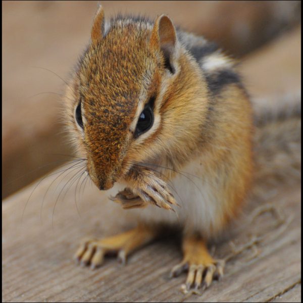 Chipmunk - Hinterland Who's Who