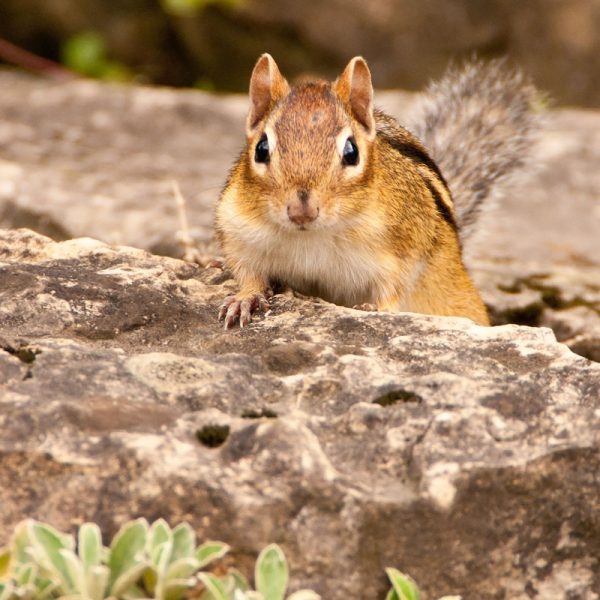 Chipmunk - Hinterland Who's Who