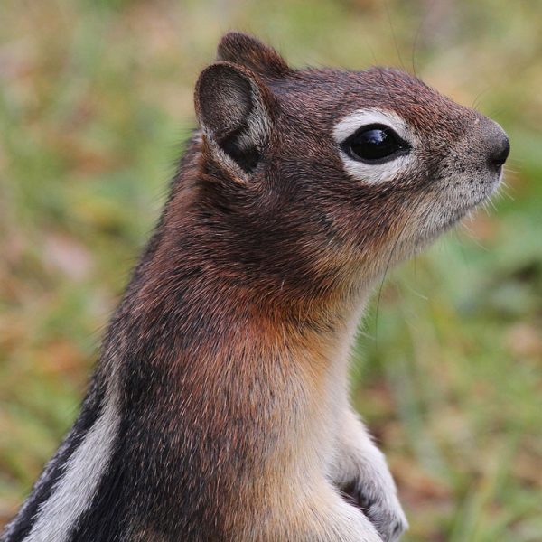 Chipmunk - Hinterland Who's Who