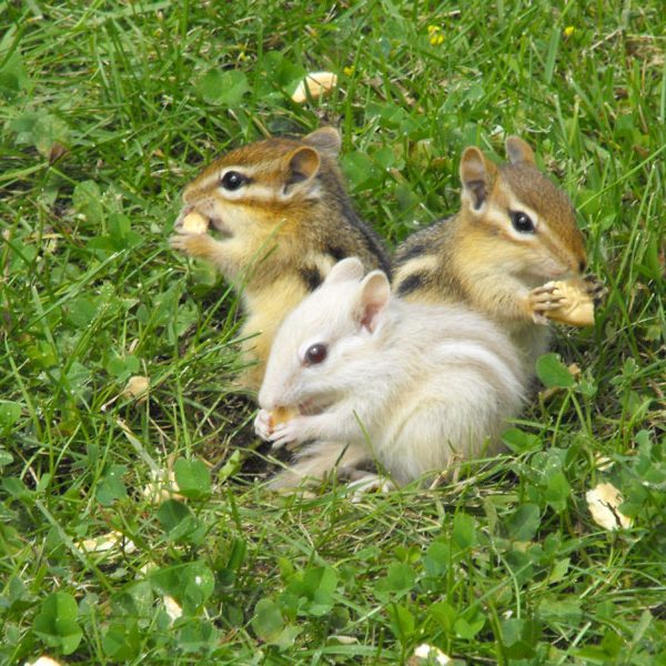 Chipmunk - Hinterland Who's Who