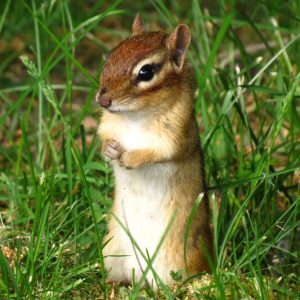 Chipmunk - Hinterland Who's Who