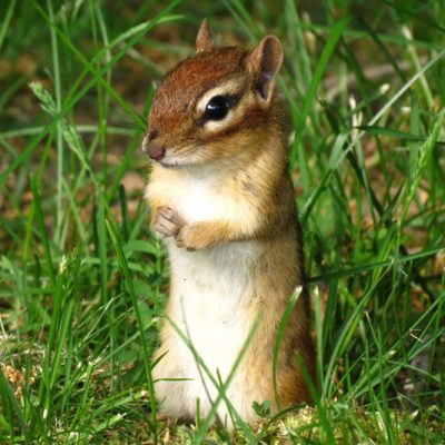 Chipmunk - Hinterland Who's Who