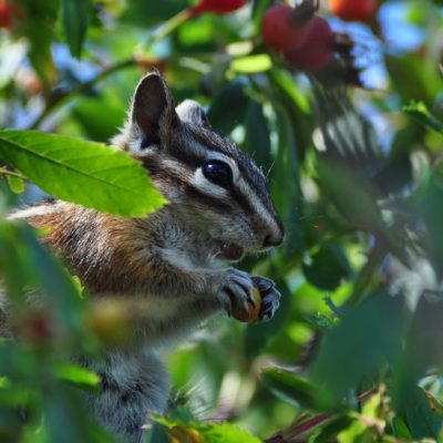 Chipmunk - Hinterland Who's Who