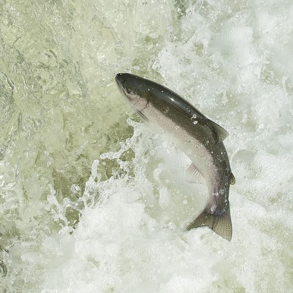 Coho Salmon - Hinterland Who's Who