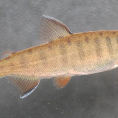 Coho Salmon - Hinterland Who's Who