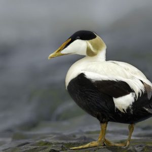Common Eider - Hinterland Who's Who