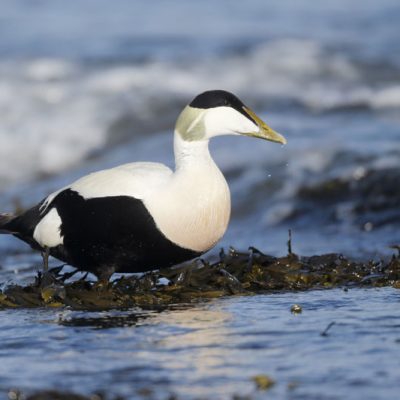 Common Eider - Hinterland Who's Who