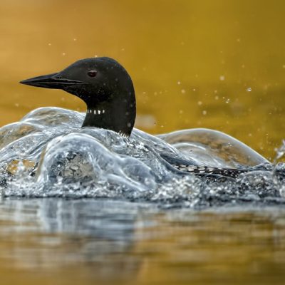 Loons - Hinterland Who's Who