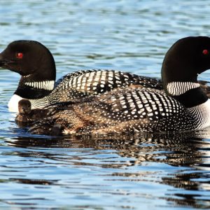 Loons - Hinterland Who's Who