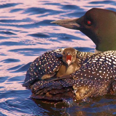 Loons - Hinterland Who's Who