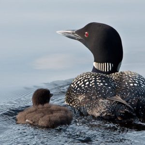 Loons - Hinterland Who's Who