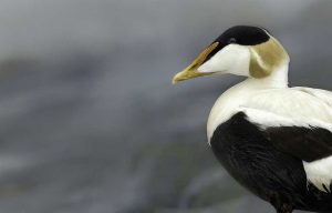 Common Eider - Hinterland Who's Who