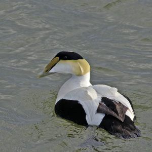 Common Eider - Hinterland Who's Who
