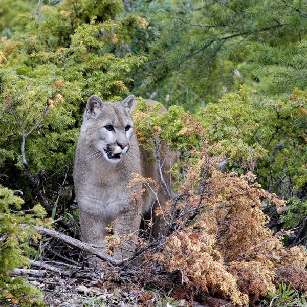 Cougar - Hinterland Who's Who