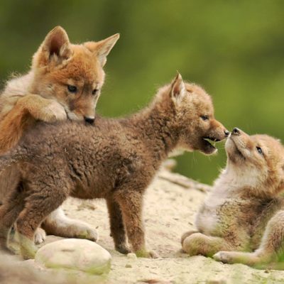 Coyote - Hinterland Who's Who