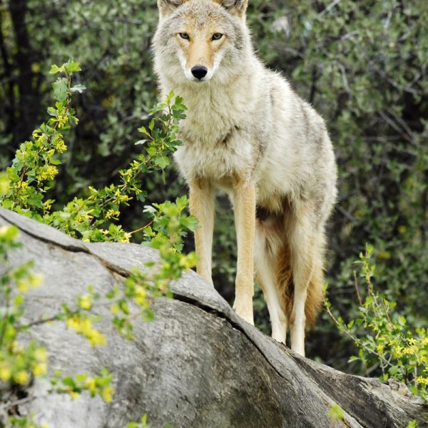 Coyote - Hinterland Who's Who