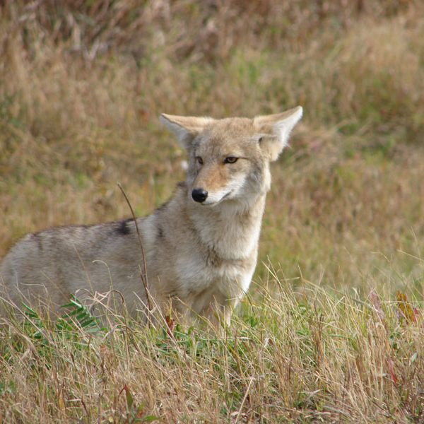 Coyote - Hinterland Who's Who