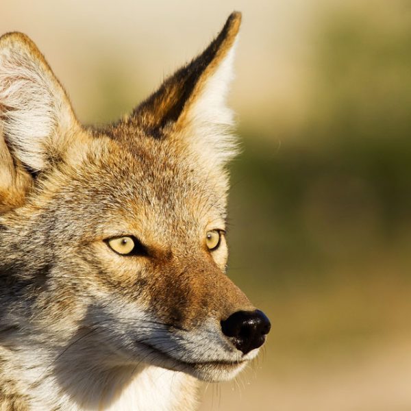 Coyote - Hinterland Who's Who
