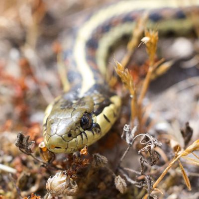 Western Garter Snake - Hinterland Who's Who