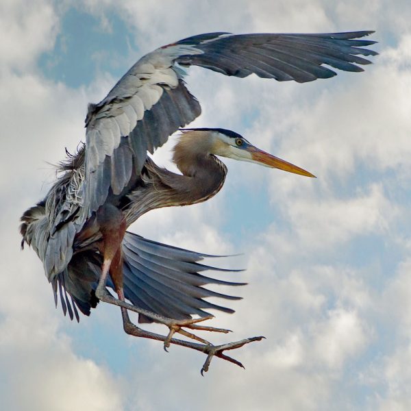 Great Blue Heron - Hinterland Who's Who