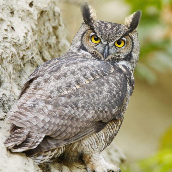 Great Horned Owl - Hinterland Who's Who