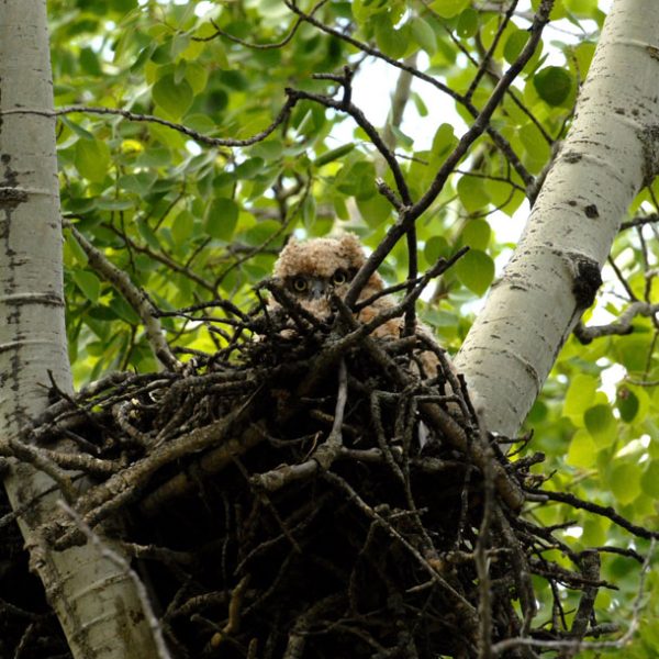 Great Horned Owl - Hinterland Who's Who