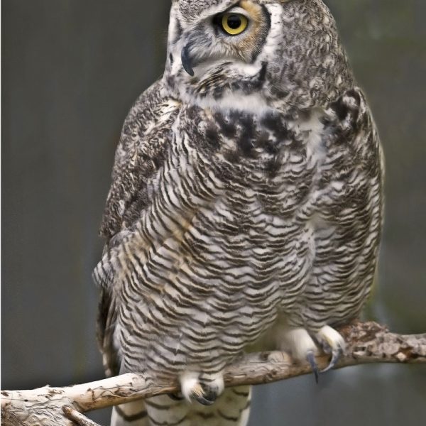 Great Horned Owl - Hinterland Who's Who