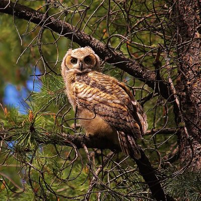 Great Horned Owl - Hinterland Who's Who