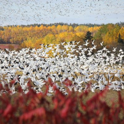 Greater Snow Goose - Hinterland Who's Who
