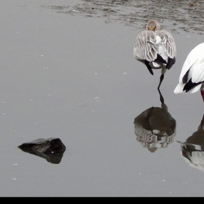 Greater Snow Goose - Hinterland Who's Who