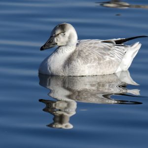 Greater Snow Goose - Hinterland Who's Who