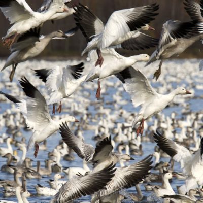 Greater Snow Goose - Hinterland Who's Who