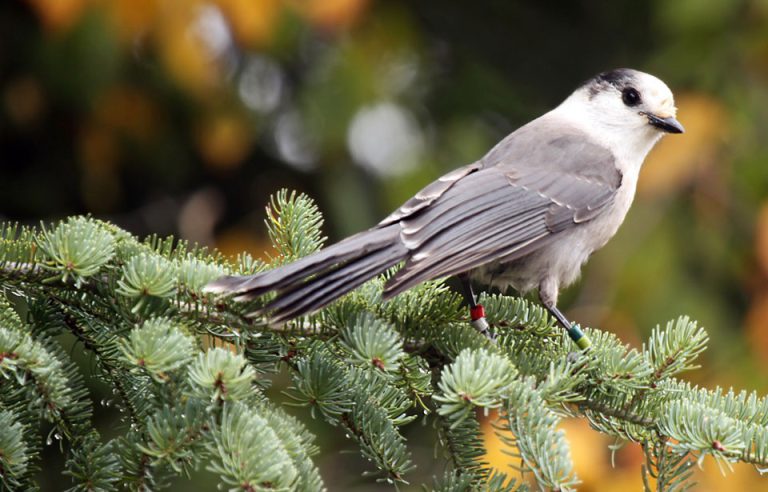 Gray Jay - Hinterland Who's Who