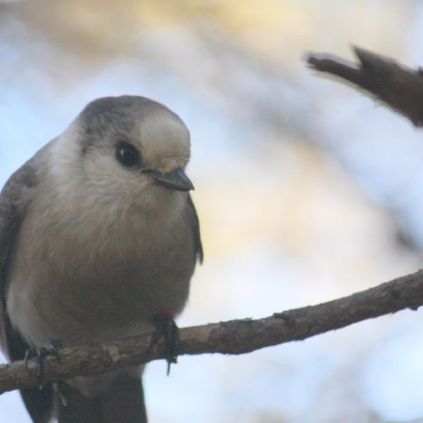 Gray Jay - Hinterland Who's Who