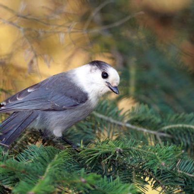 Gray Jay - Hinterland Who's Who