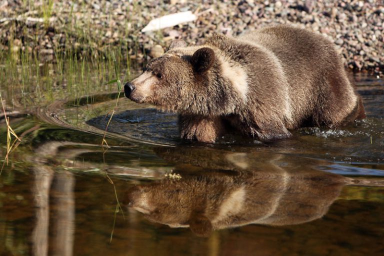 Le grizzli (ou grizzly) - Hinterland Who's Who