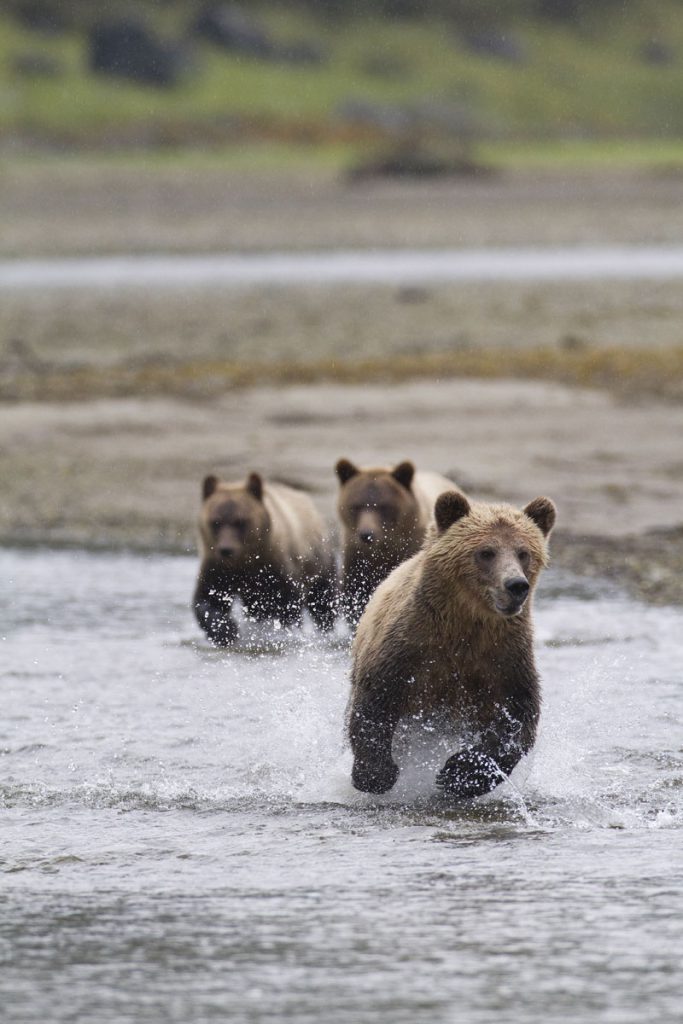 Le grizzli (ou grizzly) - Hinterland Who's Who
