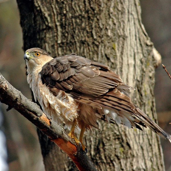 Sharp-shinned Hawk, Cooper's Hawk, and Northern Goshawk - Hinterland ...