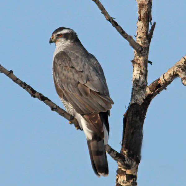 Sharp-shinned Hawk, Cooper's Hawk, and Northern Goshawk - Hinterland ...