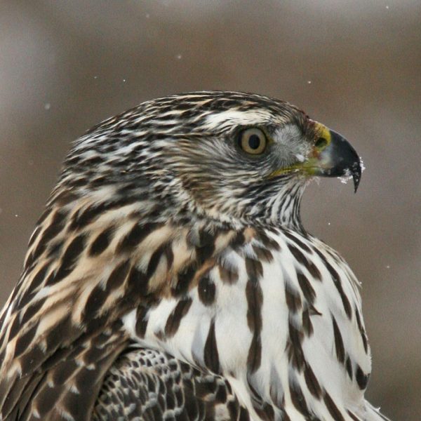 Sharp-shinned Hawk, Cooper's Hawk, and Northern Goshawk - Hinterland ...