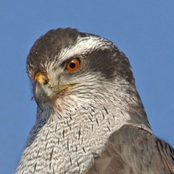 Sharp-shinned Hawk, Cooper's Hawk, and Northern Goshawk - Hinterland ...