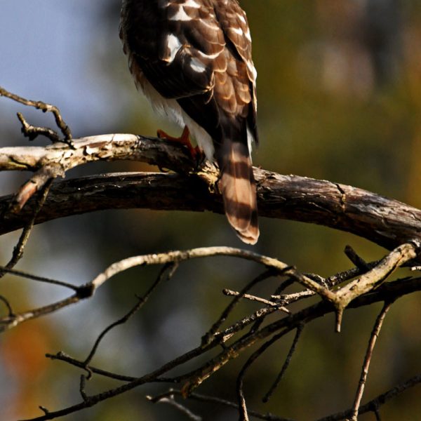 Sharp-shinned Hawk, Cooper's Hawk, and Northern Goshawk - Hinterland ...