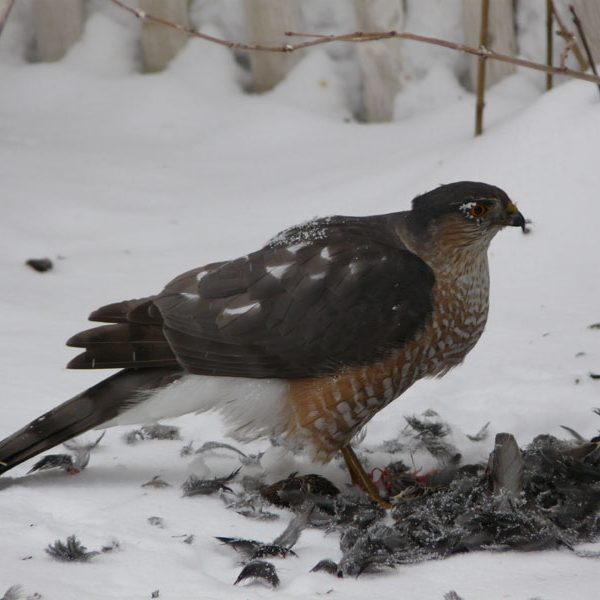 Sharp-shinned Hawk, Cooper's Hawk, and Northern Goshawk - Hinterland ...