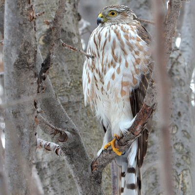Sharp-shinned Hawk, Cooper's Hawk, and Northern Goshawk - Hinterland ...
