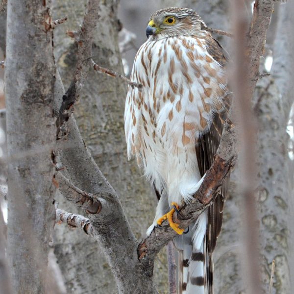 Sharp-shinned Hawk, Cooper's Hawk, and Northern Goshawk - Hinterland ...