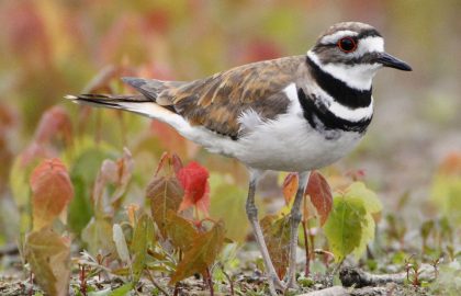 Killdeer - Hinterland Who's Who
