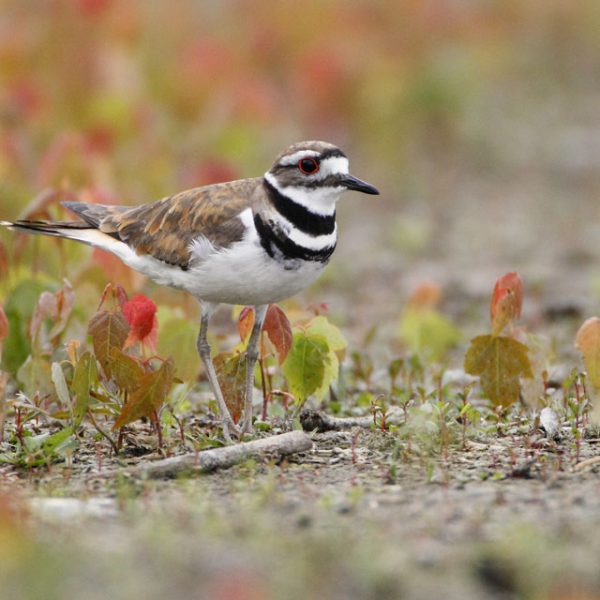 Killdeer - Hinterland Who's Who