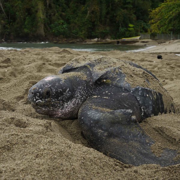 Leatherback Seaturtle - Hinterland Who's Who